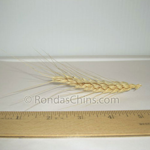 Wheat Head - Rondas Chinchillas